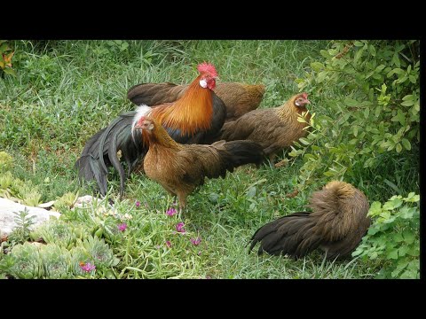 Ansızın Gelen Sürpriz Orman Tavuğu.?!?