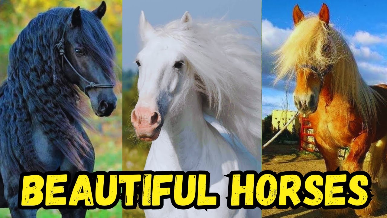 20 Most BEAUTIFUL HORSES in The World. - YouTube