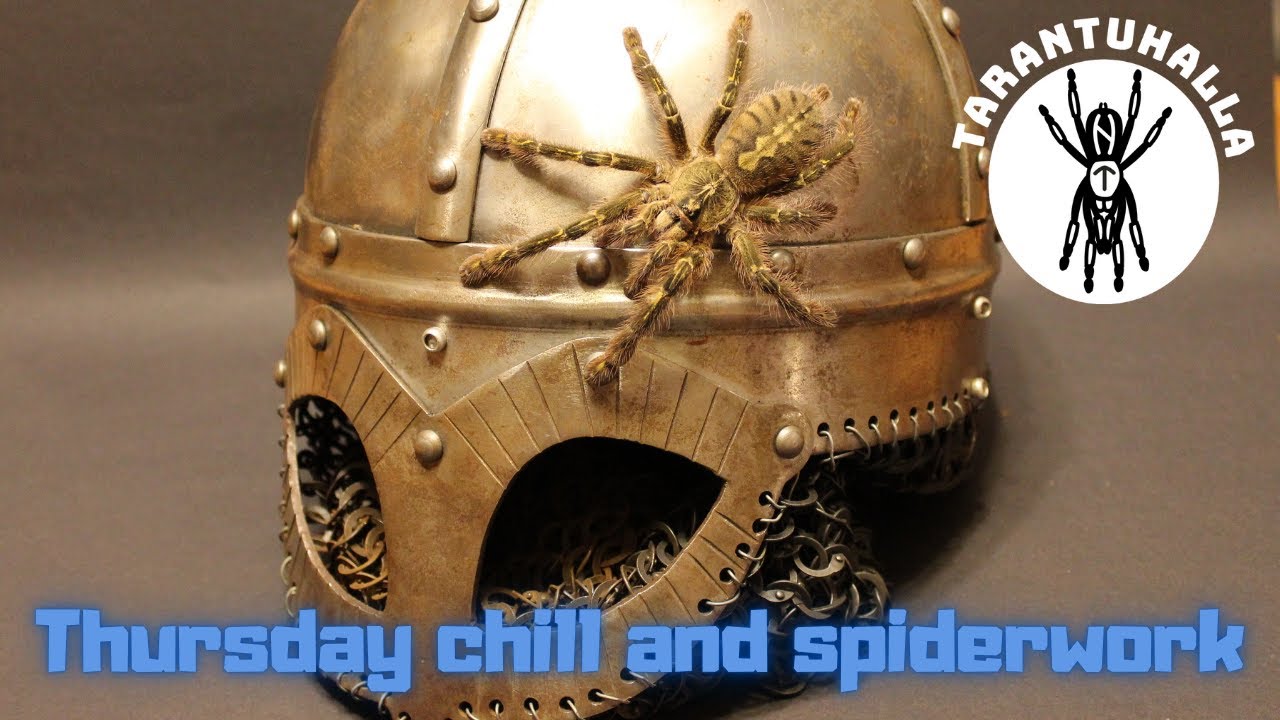 Tarantula Thursday - Chill and do spiderwork together - YouTube