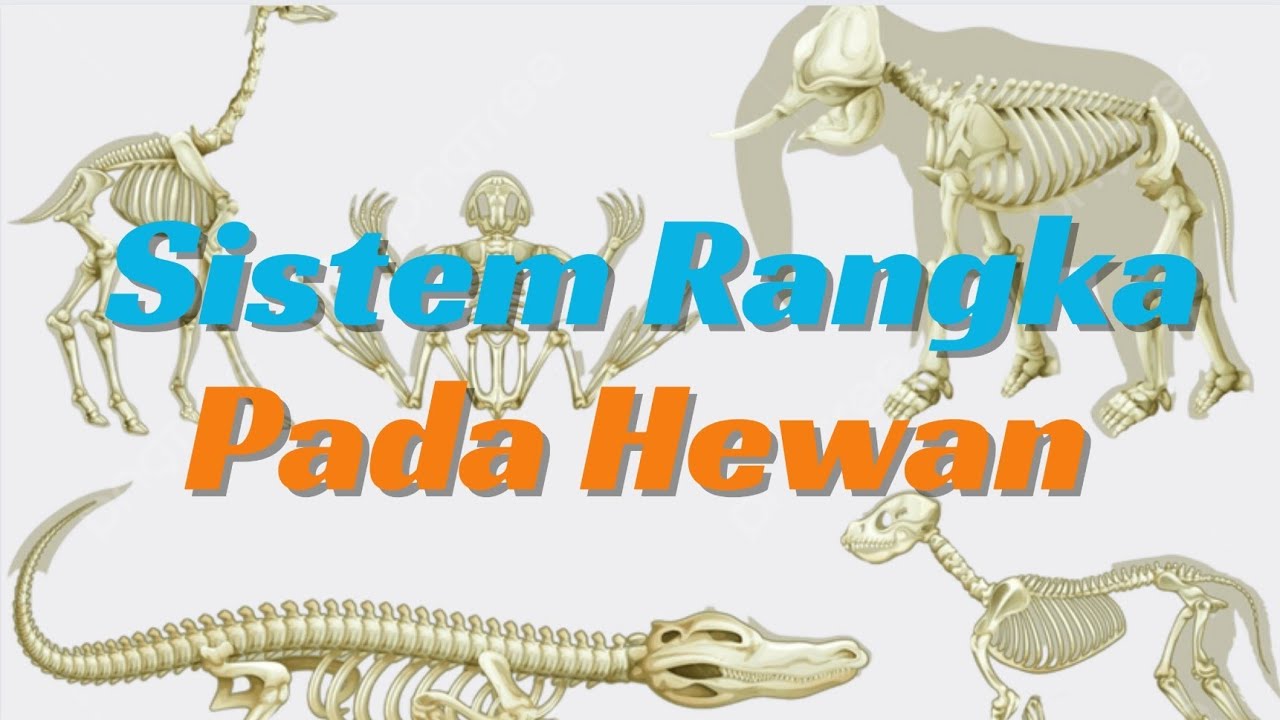 Sistem Rangka Pada Hewan - YouTube