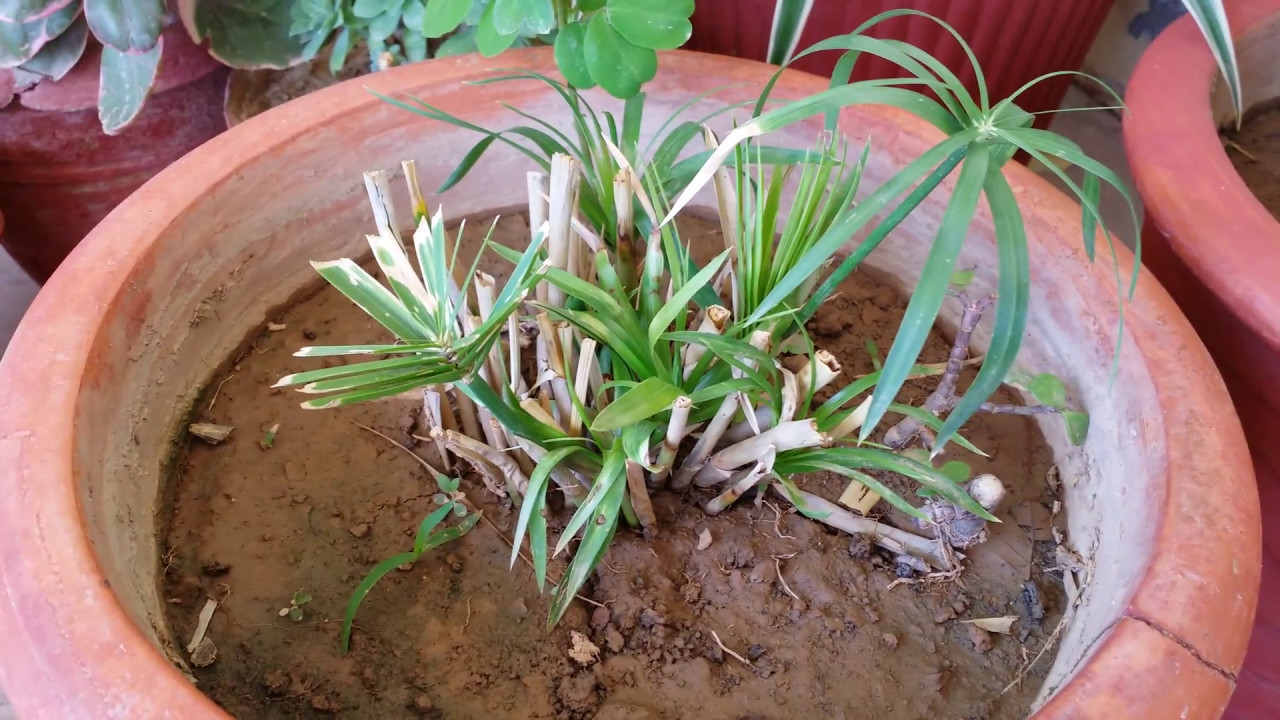 Cyprus papyrus plant propagation,update video - YouTube