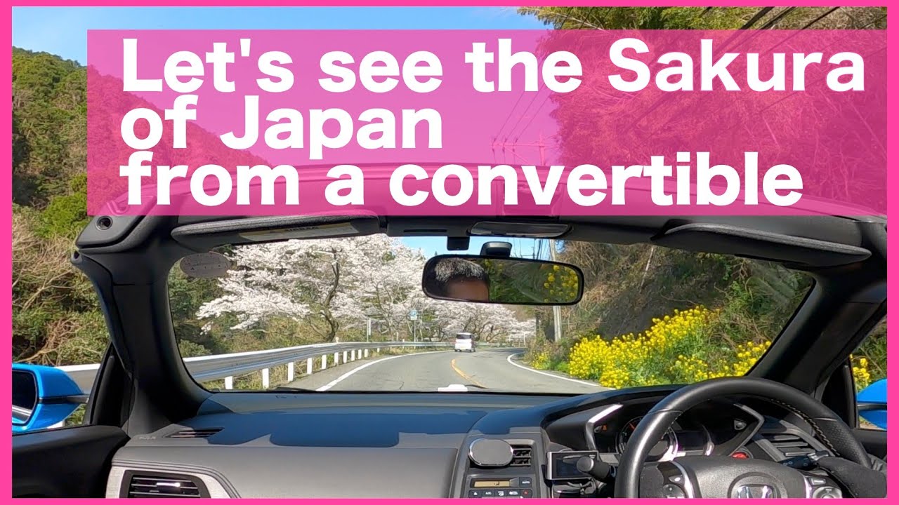 Let's see the Sakura of Japan from a convertible - YouTube