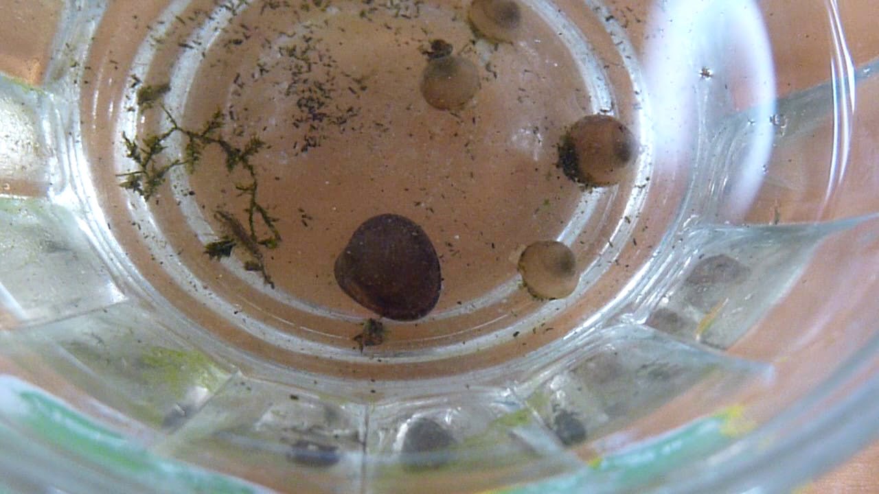 Muscheln aus dem Teich - YouTube
