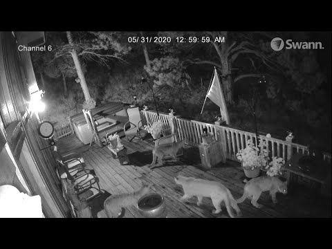 Mountain Lion Family's Late Night Visit || ViralHog