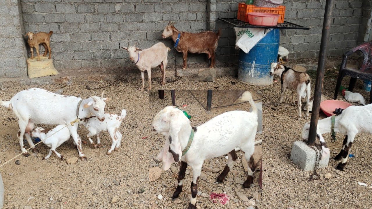 multiple goats in Hyderabad | hyderabadi gulabi goat kid in Hyderabad ...
