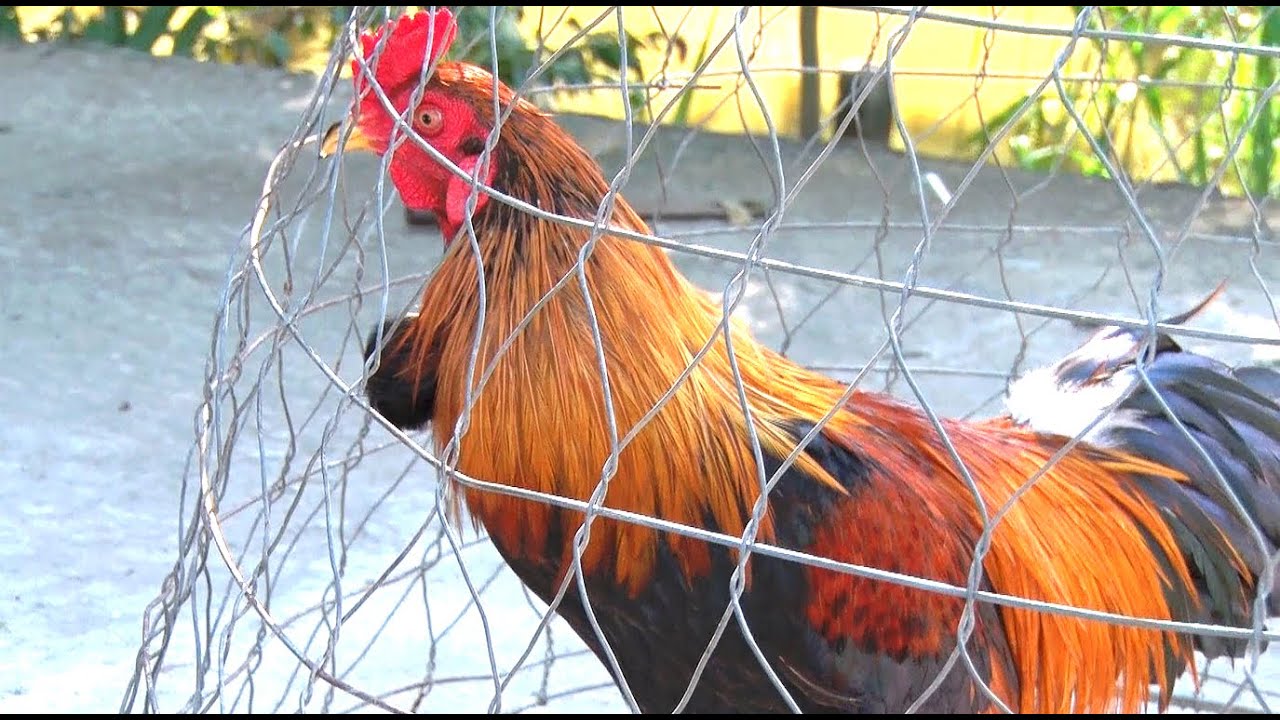 Gà Có Trái Chuông Cổ, Thần Kê Quý Hiếm/ Chicken With Ancient Bells ...