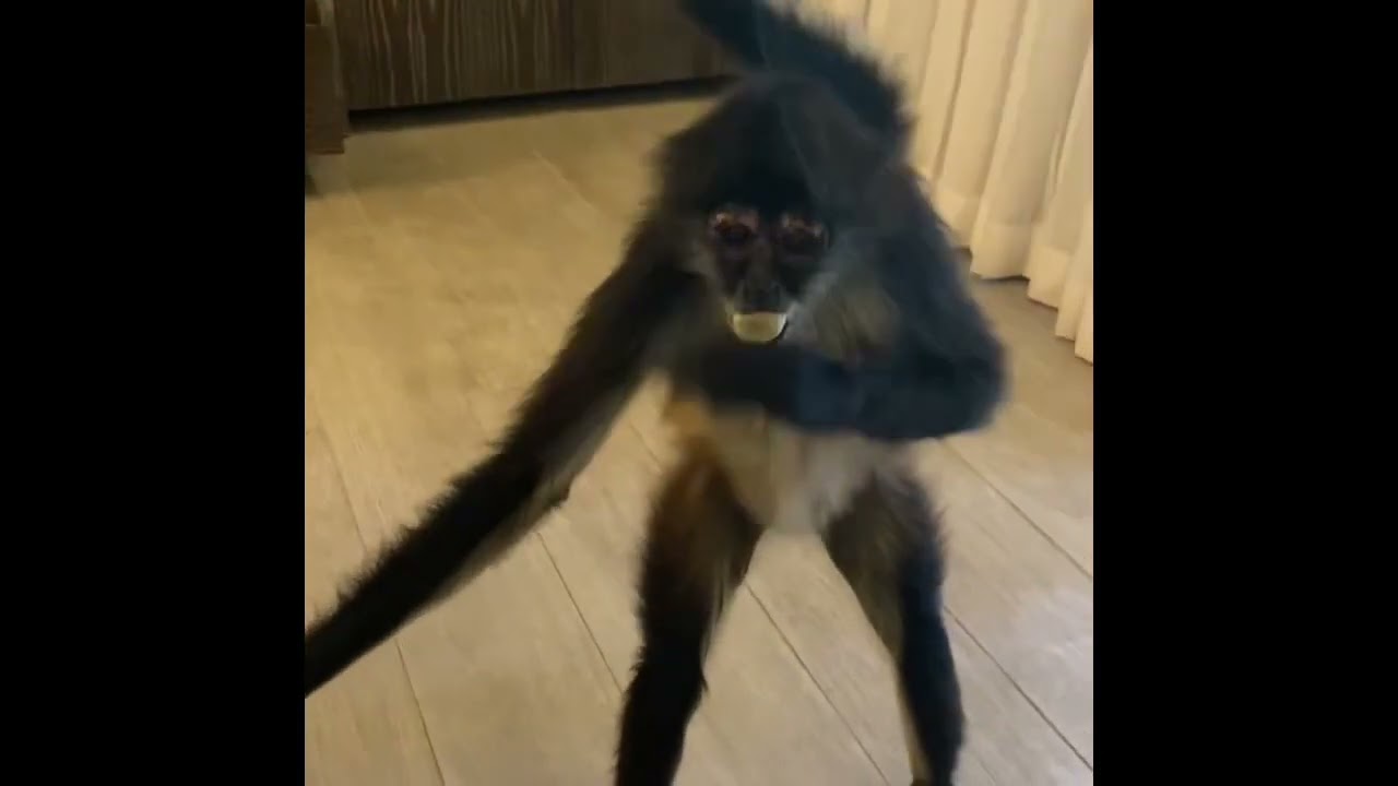 There’s Monkeys in my room during my trip at Riviera Maya - YouTube
