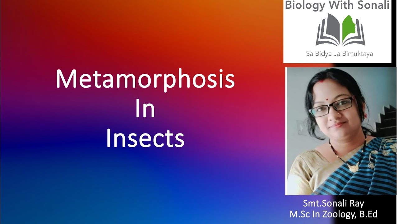 Metamorphosis in Insects || B.Sc 2nd Semester Zoology || Non Chordates ...