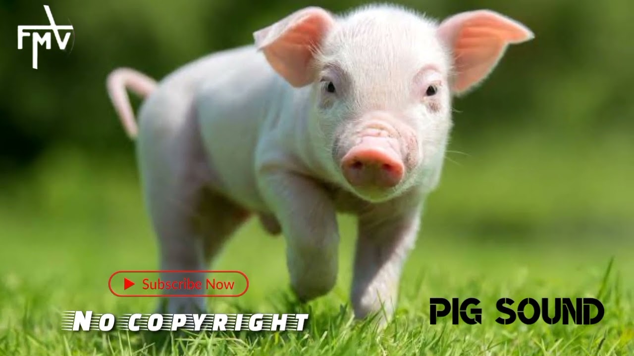 Pig sound effect free | copyright free pig sound effect | baby pig ...