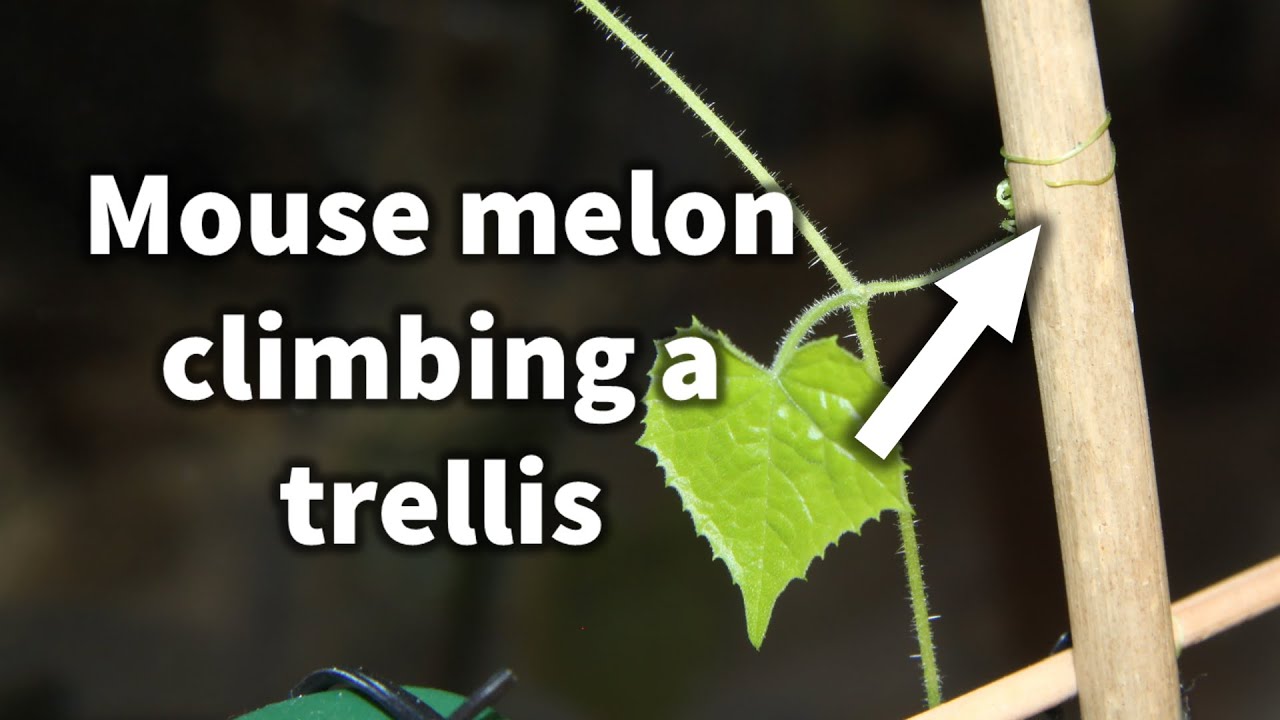 Time lapse: cucamelon (mouse melon) vine climbing a trellis - YouTube
