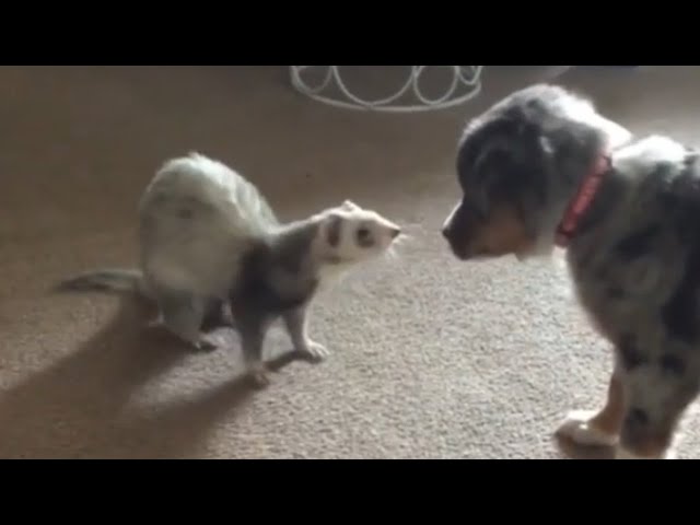 Ferrets Playing With Dogs
