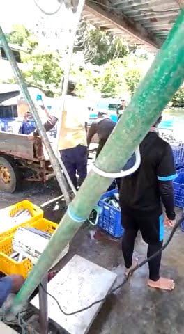 Hasil Fishing Ikan Cakalang #fishing #spearfishing #kakafulan - YouTube