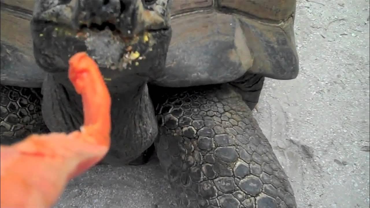 An Alligator Bit My Butt Part 2!!! (4.25.10) - YouTube