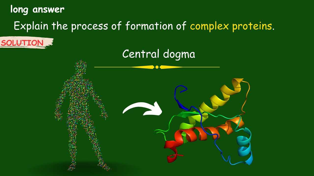 Protein Synthesis (Updated) || transcription and translation || protein ...
