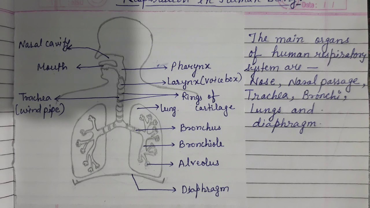 #11, Class 10 Biology NCERT Chapter Life Processes- Respiration in ...