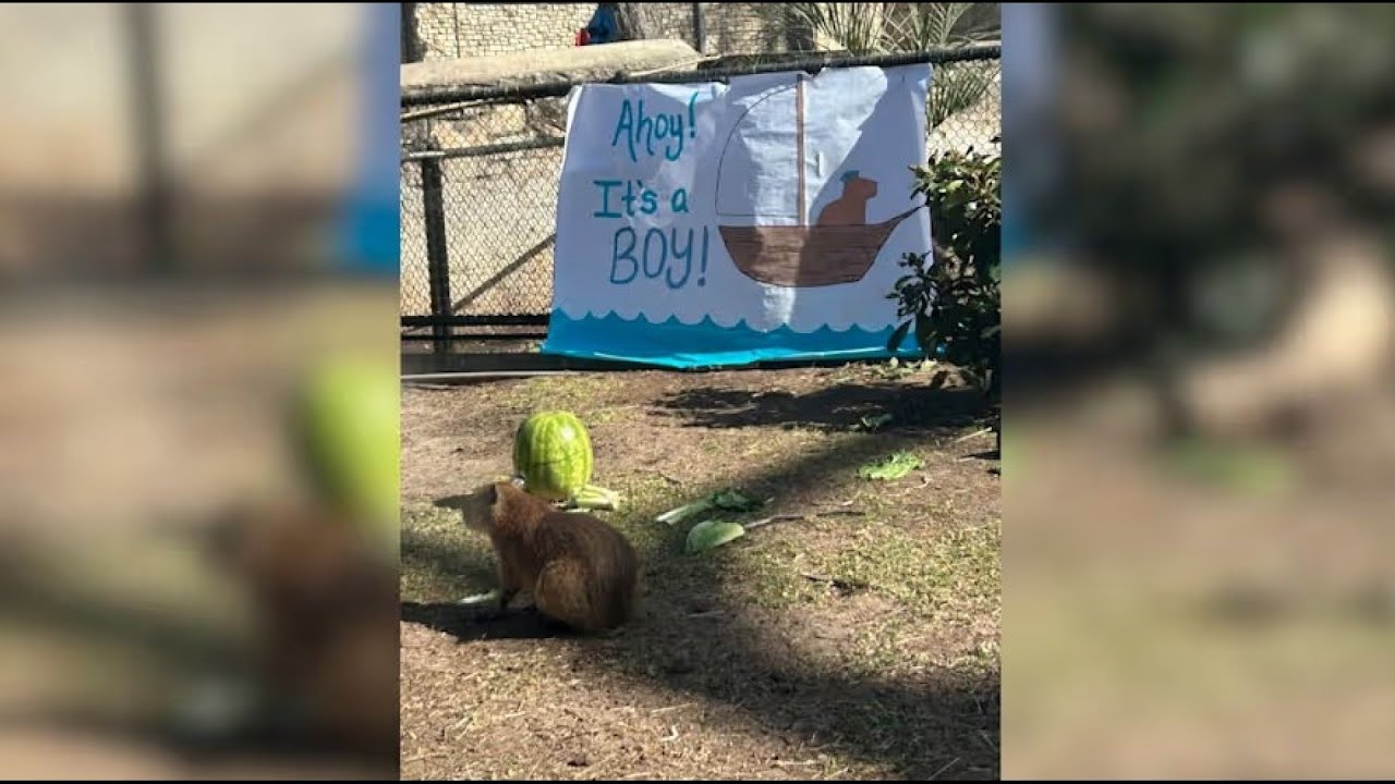 It’s a boy! San Antonio Zoo hosts gender reveal for Tupi, the baby ...