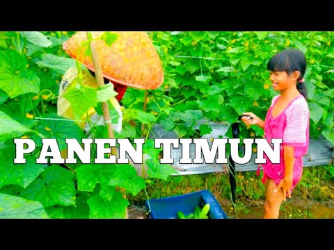Panen timun part (6) lahan kebanjiran lur - budidaya timun hemat ...