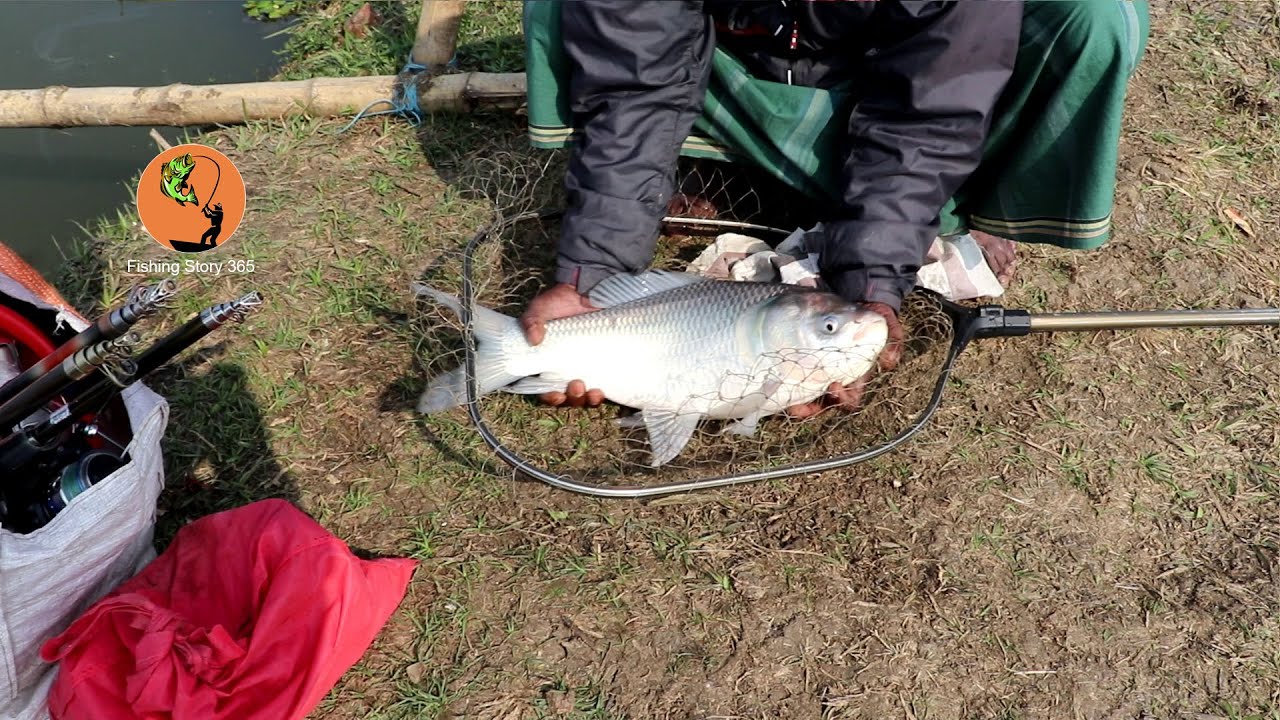 The Best Catla Fishing Video | Triple Catla Fishing - YouTube