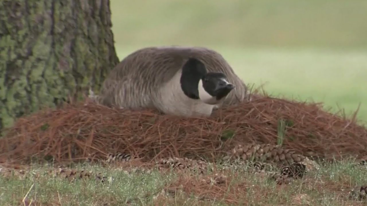 Time running out to remove nuisance geese from property - YouTube