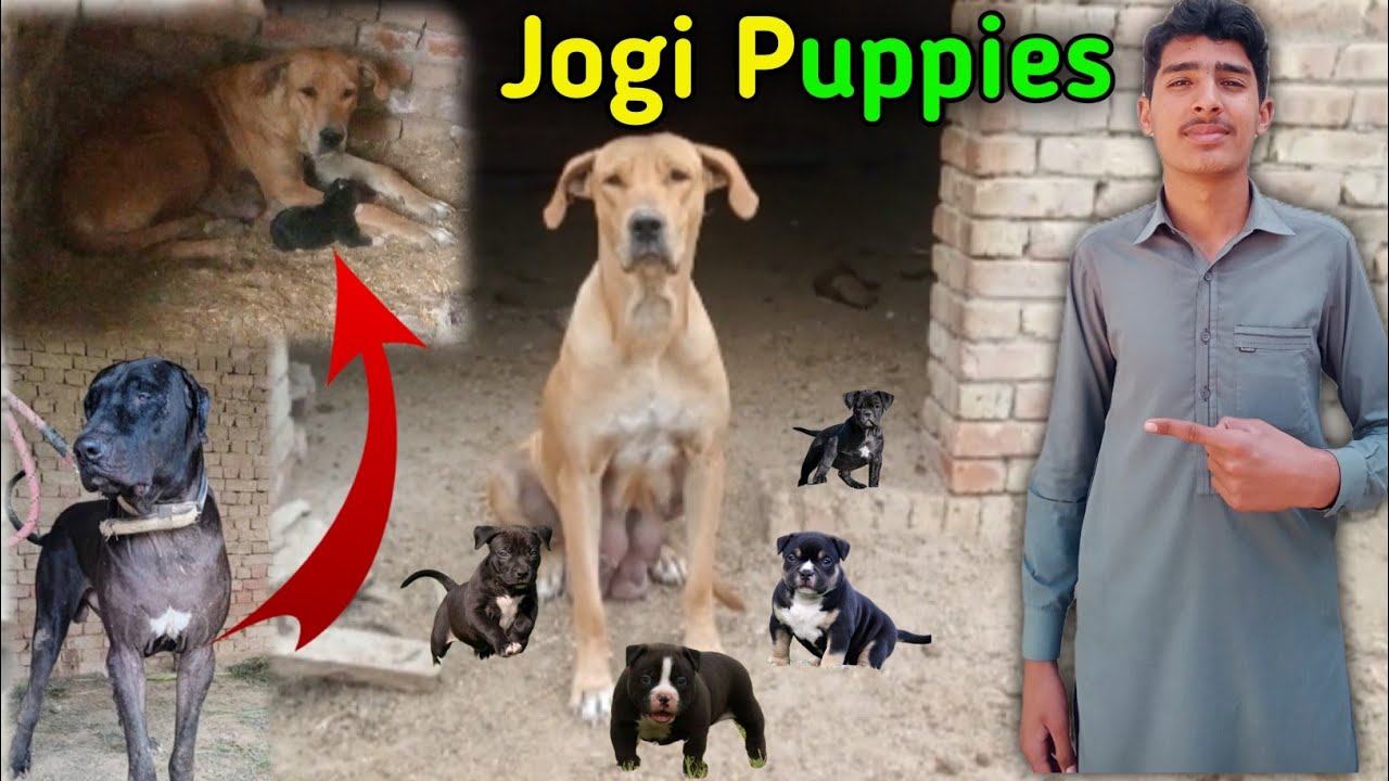 Jogi Ke Puppies Dekhne Gae ‼️ Very Beautiful Puppies ️ ️ - YouTube