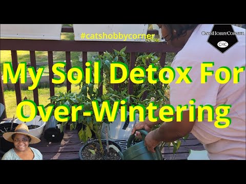 My Garden Soil Detox For Over Wintering - #catshobbycorner - YouTube