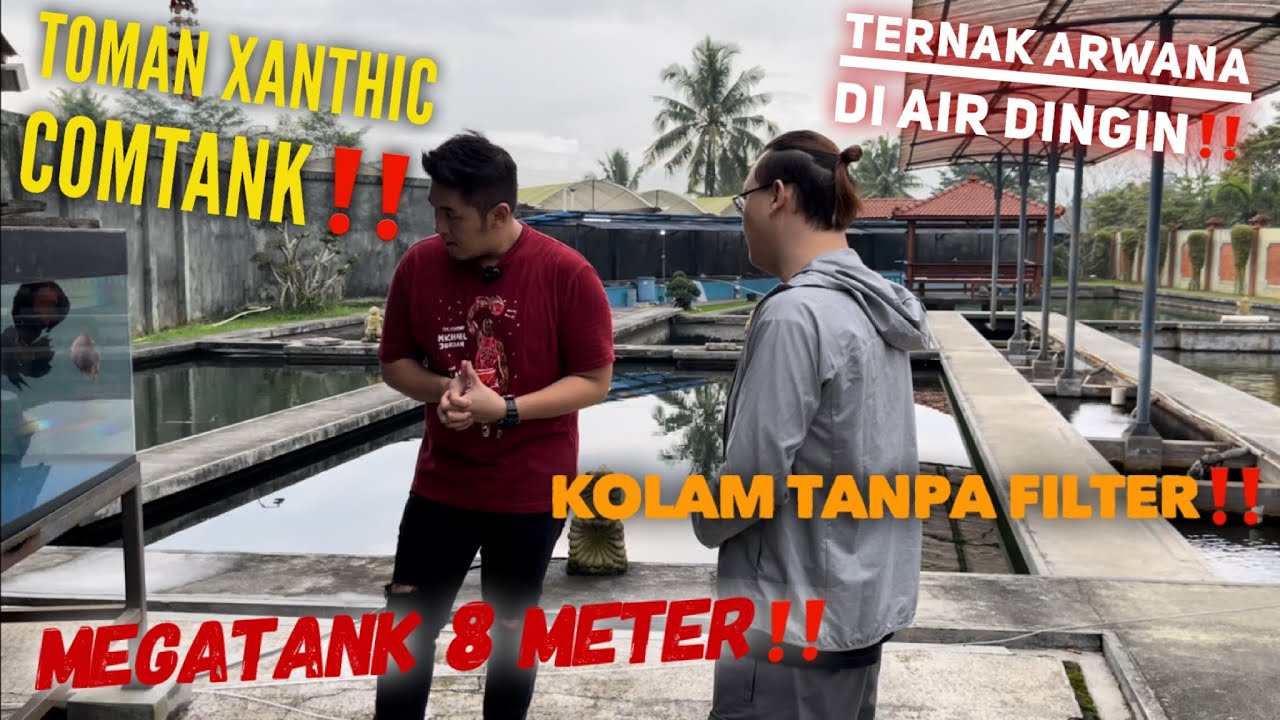 Ini baru sultan‼️Ribuan Koi & Ratusan Arwana‼️ Toman Xanthic comtank‼️ ...