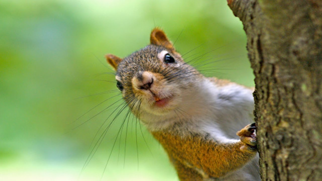 Funny and Cute Squirrels Compilation 😂 [Funny Pets] - YouTube