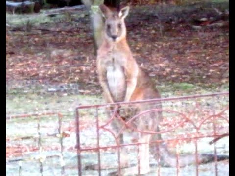 Pair of Kangaroos at the gate. - YouTube