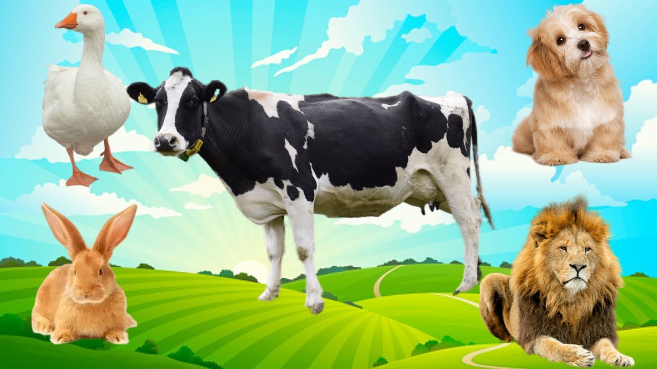 ANIMAL SOUNDS. DUCK FLAPPING WINGS. GOAT. TURKEY. COW. ANIMAL SOUND ...