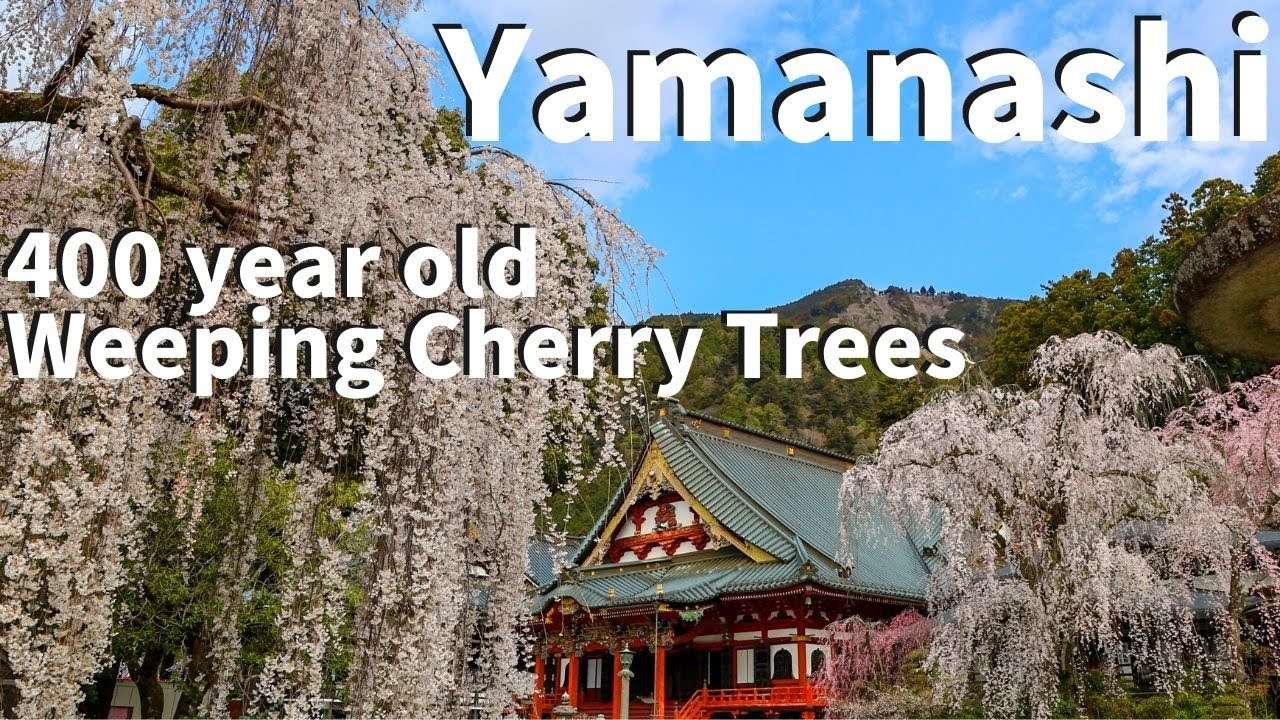 【Yamanashi/Minobu】Walking at Minobusan Kuonji Temple（Weeping Cherry ...
