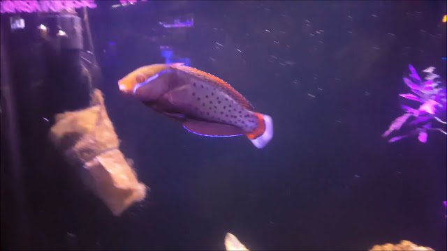 This Week at Elite Reef | formosa wrasse, yellow tang, banggai ...
