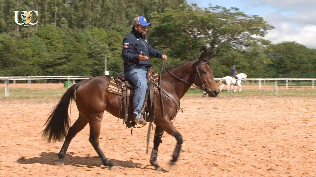 TV UC - O primeiro exercício para o potro recém domado - YouTube