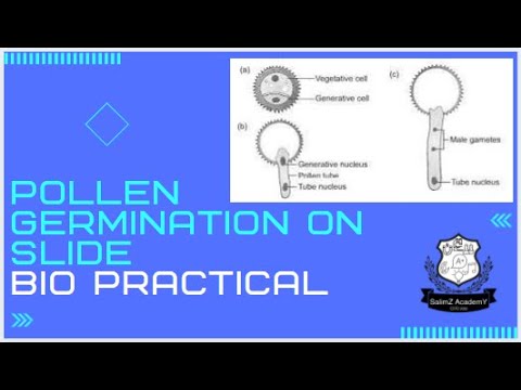Study pollen germination on a slide - YouTube