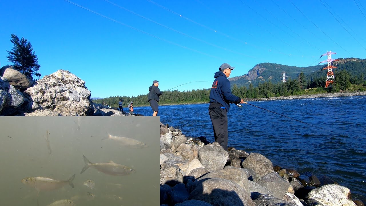 American Shad 100 fish challenge Bonneville Dam, Oregon - YouTube