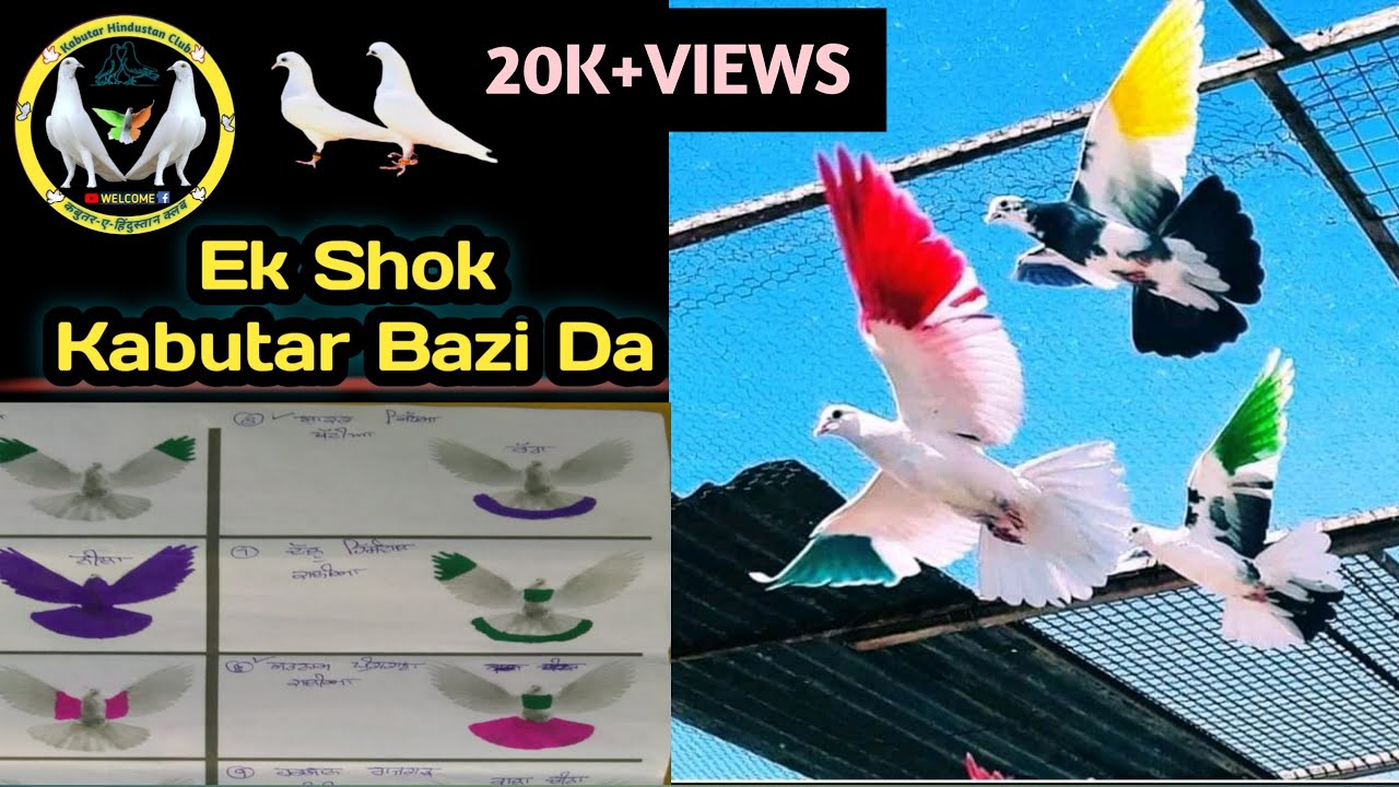 "Kabootar Bazi"| Best Colour Of World | कबुतर को कलर कैसे लगाए| Kabutar ...