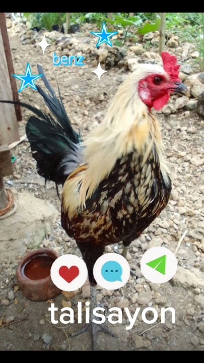 TALISAYON #shorts #manokpanabong - YouTube