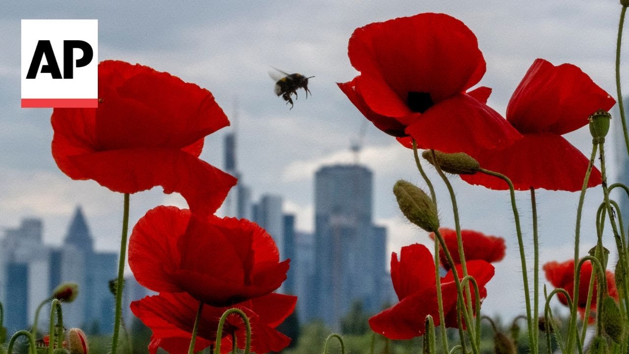 Counting of insects gets underway in Germany - YouTube