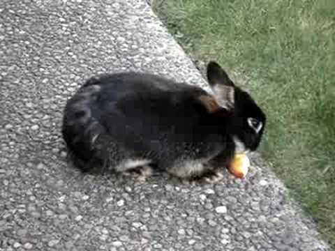 Tamed Rabbit Eating An Apple - YouTube