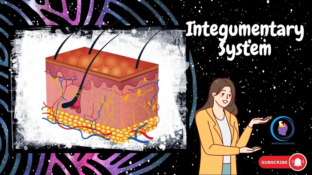 Lesson 1.10 - Integumentary System - YouTube