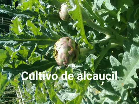 Cultivo de Alcaucil - YouTube
