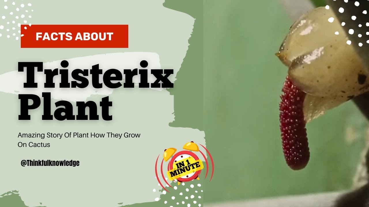 Facts About Tristerix Plant In 1 Minute -Amazing Story Of Plant How ...