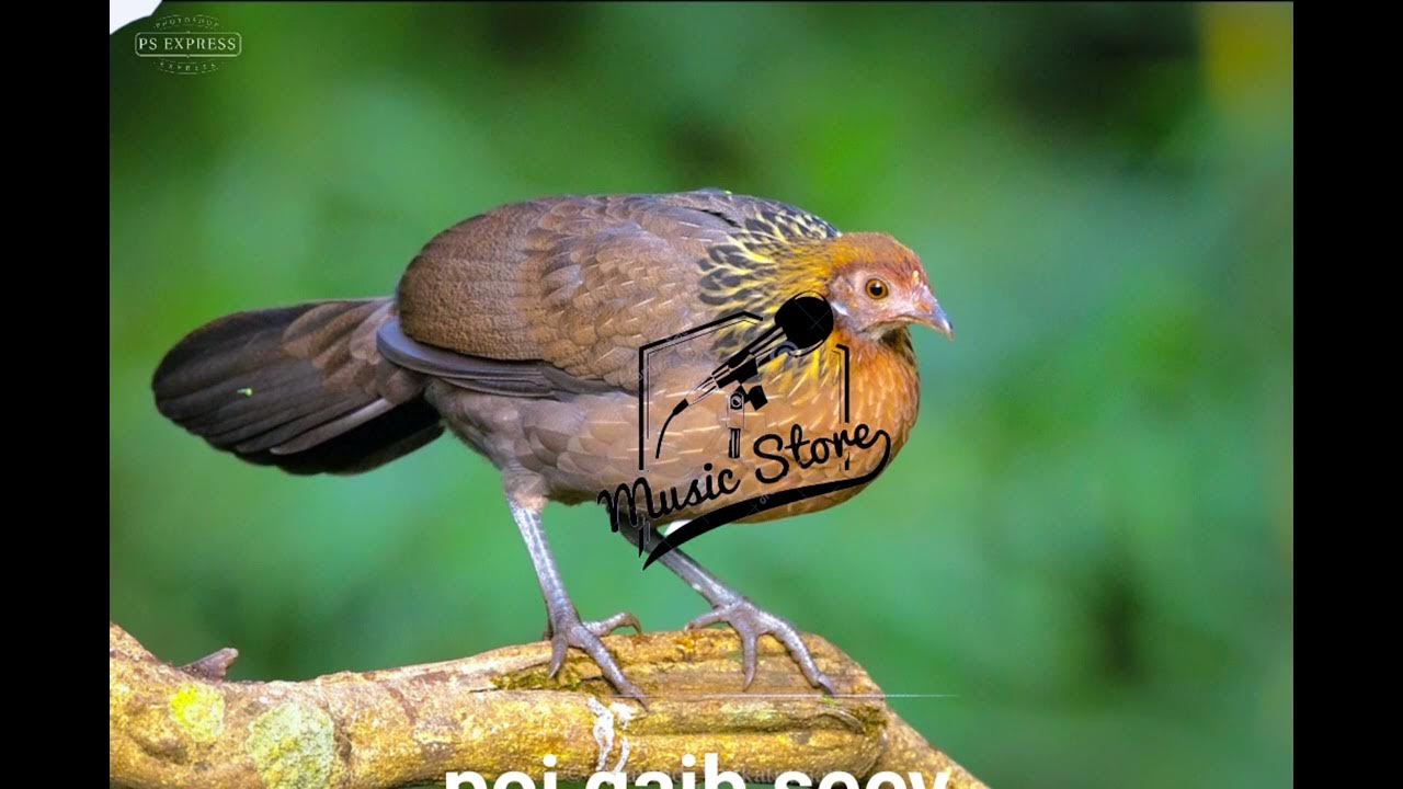 poj qaib seev suab zoo heev li |04| 2023 ....RecoRD - YouTube