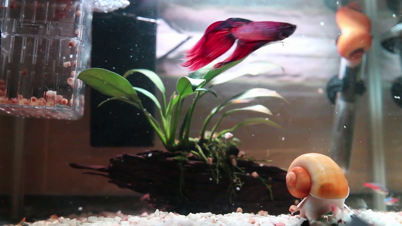 My lovely betta fish with neons and snail babies - YouTube