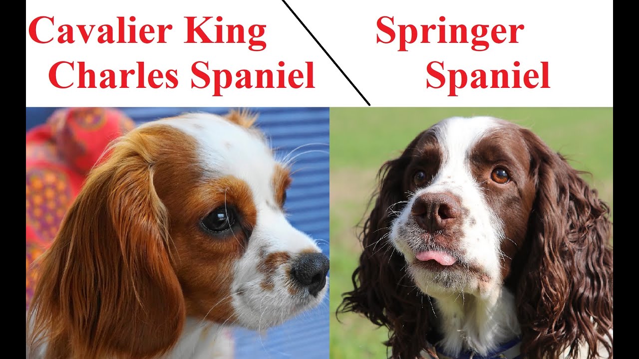 Springer Spaniel a Cavalier King Charles Spaniel - PORÓWNANIE - YouTube