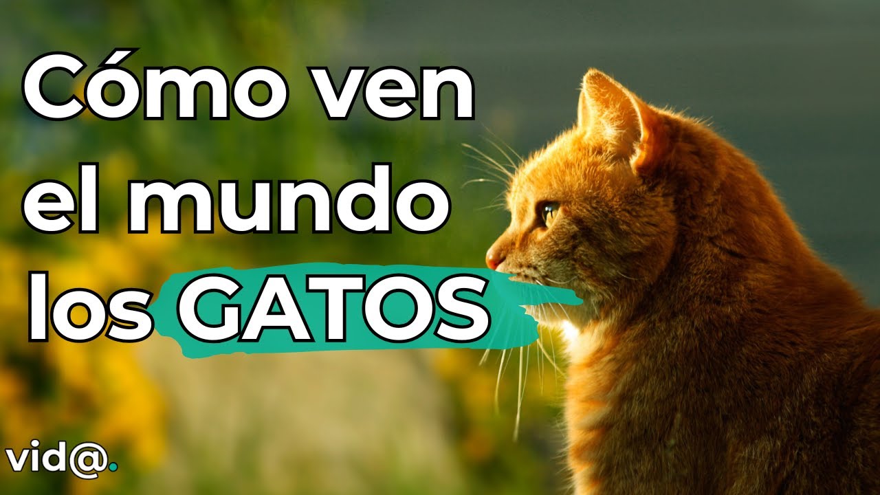 ¡Descubre Cómo Ven el Mundo los Gatos! #gatos - YouTube