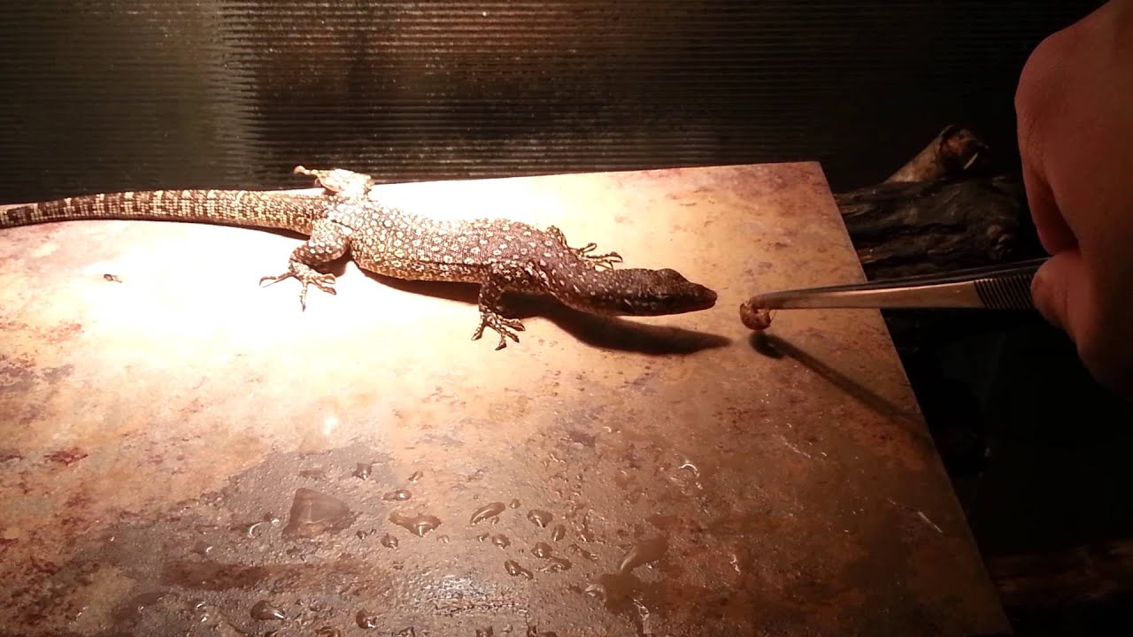 Varanus timorensis (timor monitor) tong feedig - YouTube