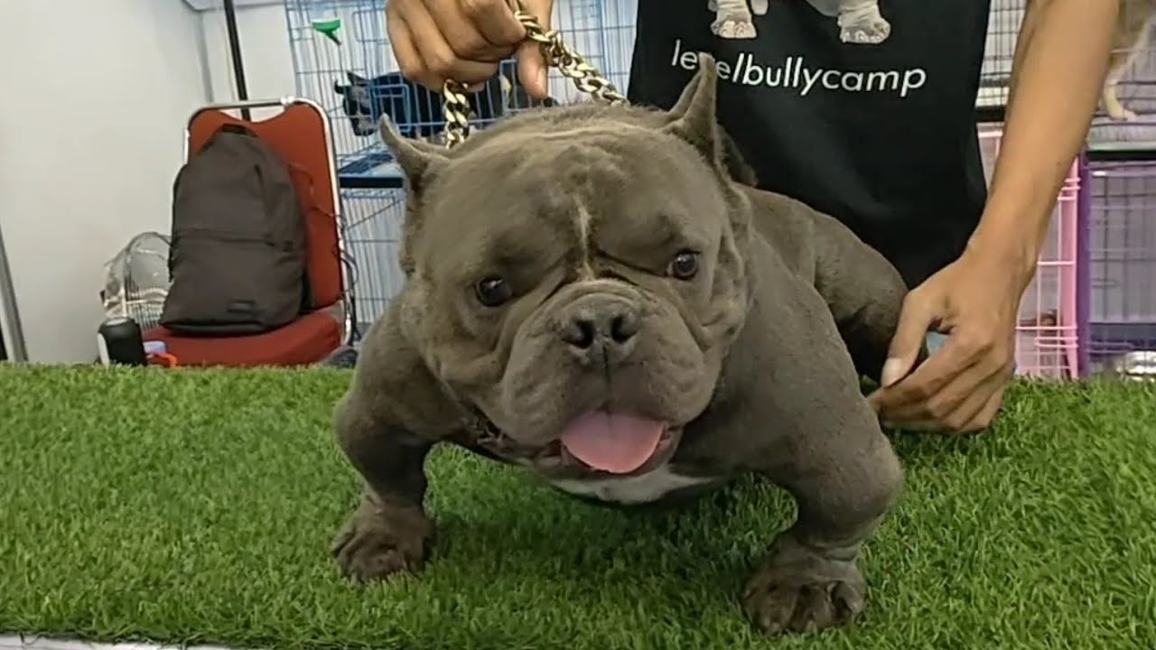 DUST DEVIL ANJING AMERICAN BULLY MICRO HARGA 500 JUTA DARI LEVEL BULLY ...