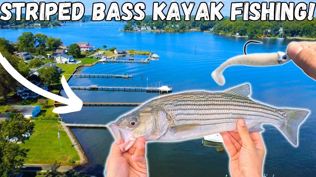 Fishing CHESAPEAKE BAY Rivers For STRIPED BASS! KAYAK FISHING - YouTube