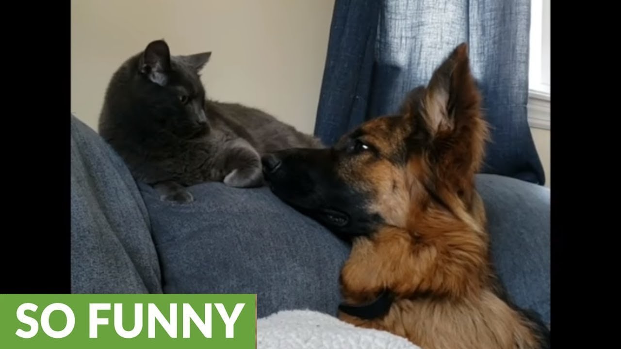 Dog and cat expertly showcase Instagram vs. Reality - YouTube