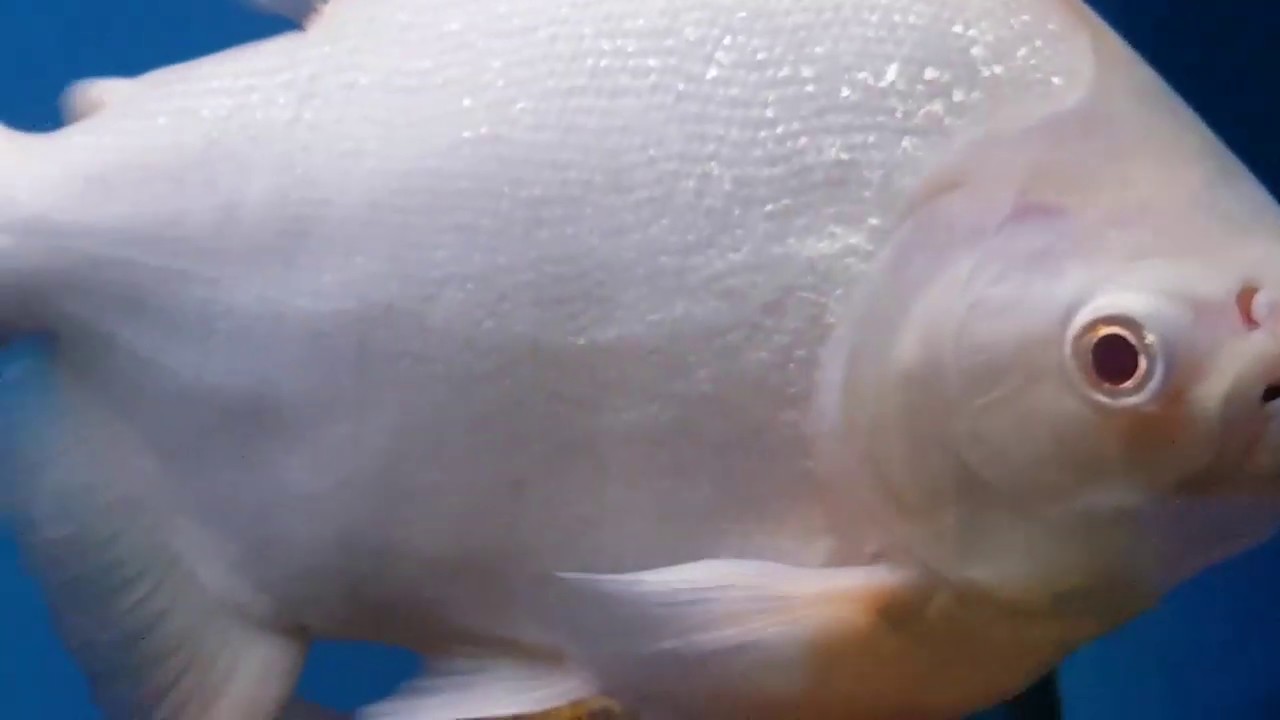 A tour of a Big Al’s Aquatics & Pet Supercenter! Scarborough - YouTube